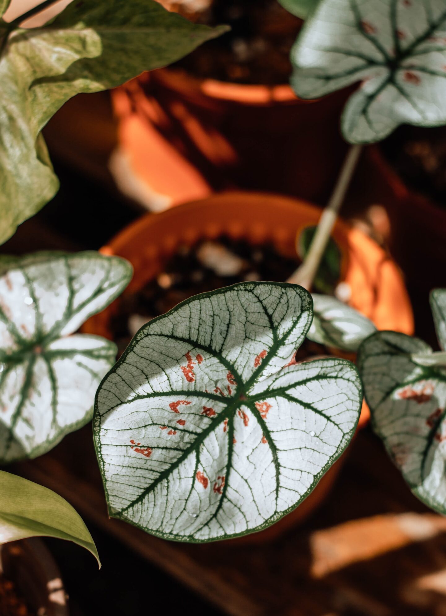 ⊛ Cuidados del Caladium o Caladio | wikiplantas.org