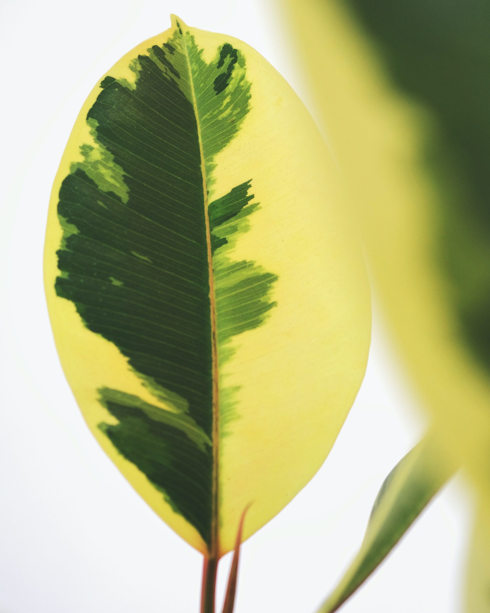 ⊛ Cuidados Ficus Tineke | wikiplantas.org