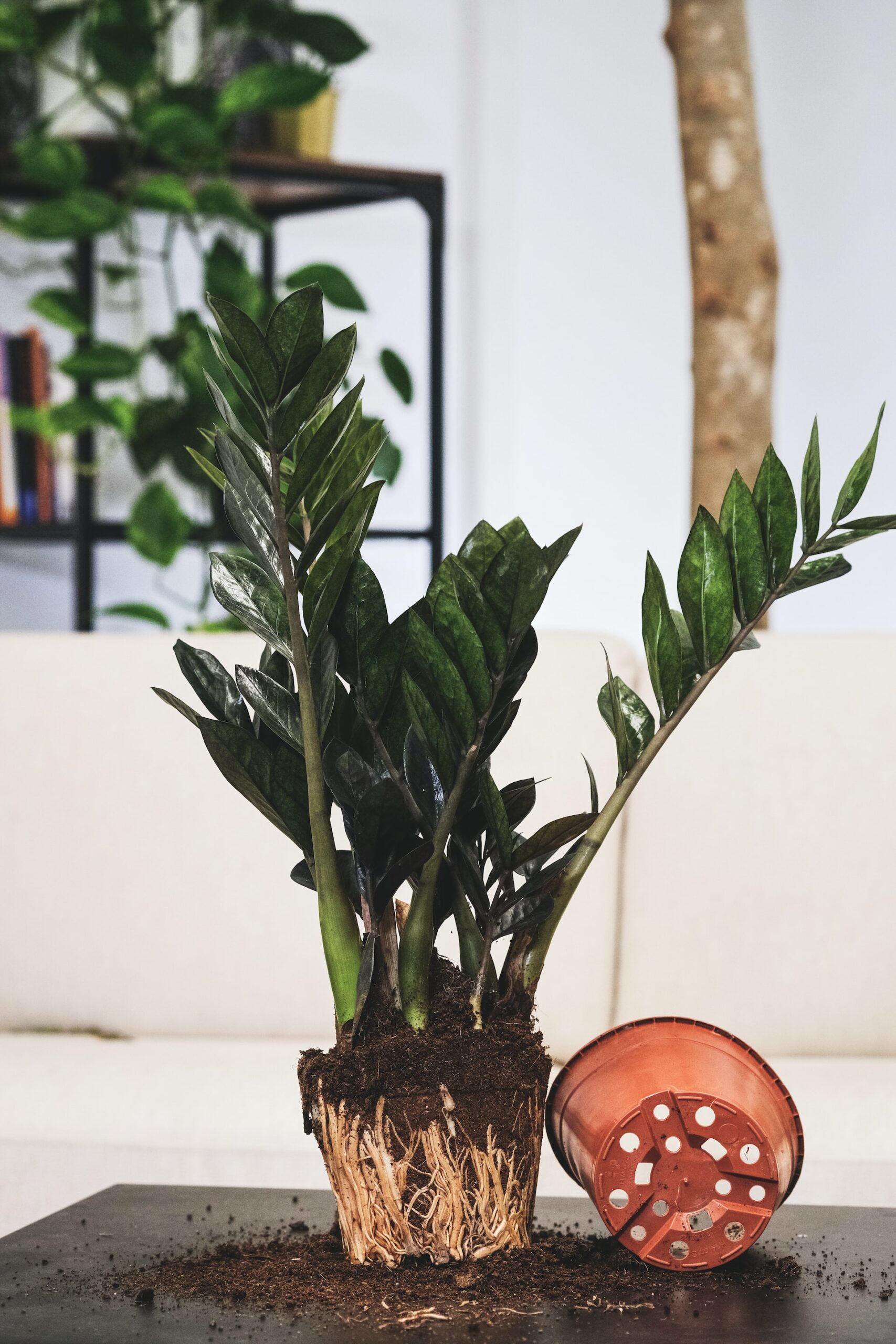 ⊛ Zamioculcas Zamiifolia: Cuidados y Problemas Comunes