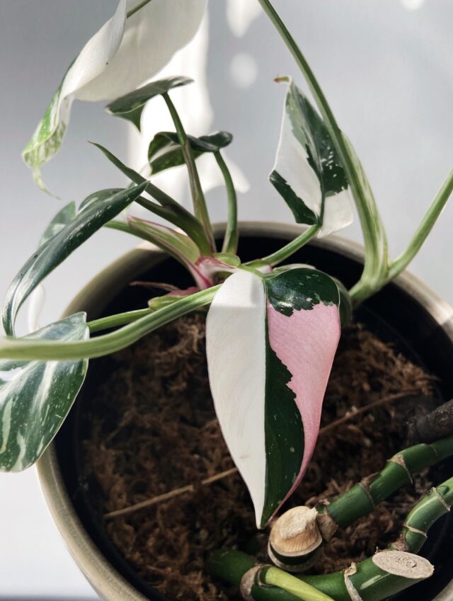 ⊛ Philodendron White Princess: Cuidados y Reproducción