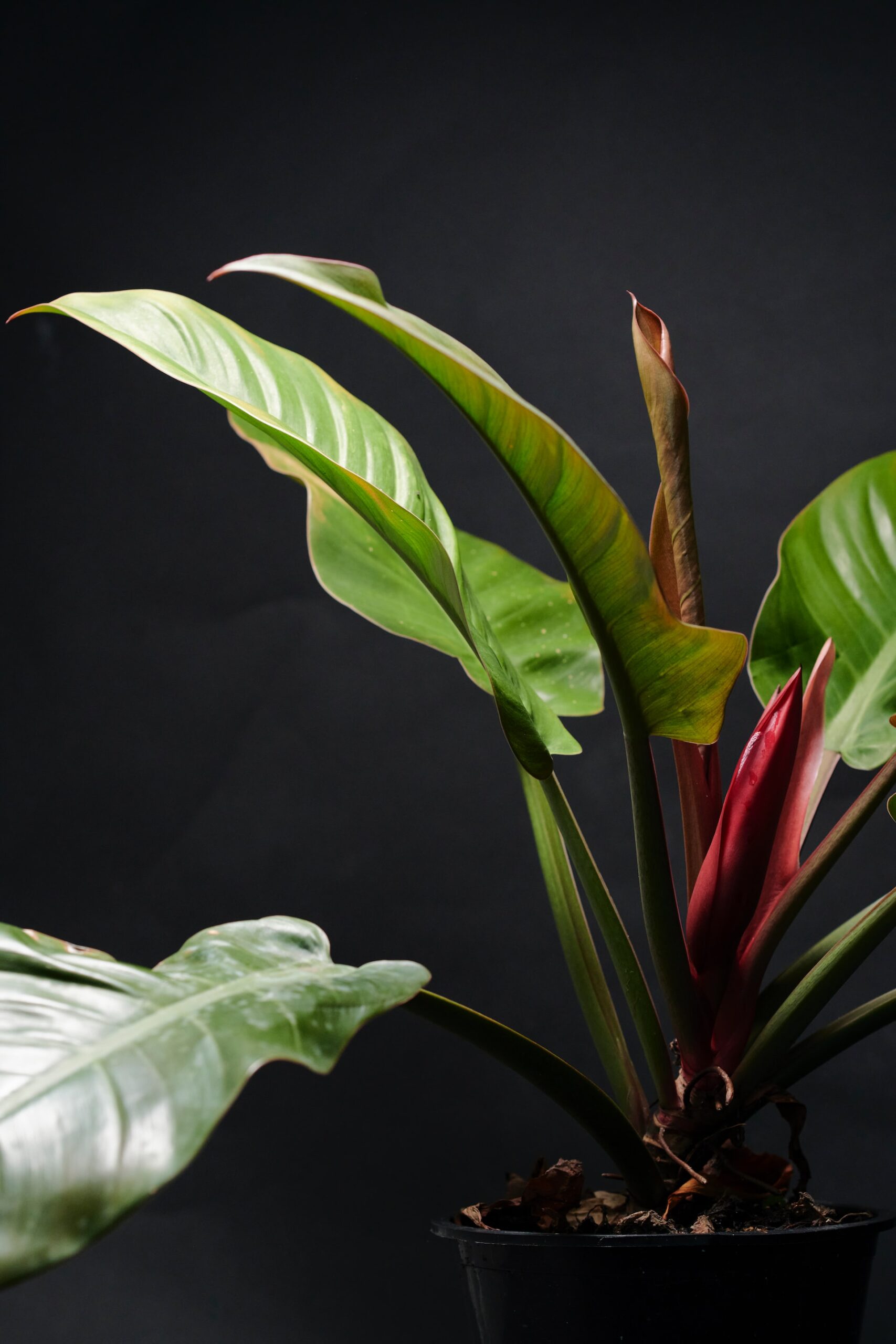 ⊛ Cuidados Philodendron Imperial Red | wikiplantas.org