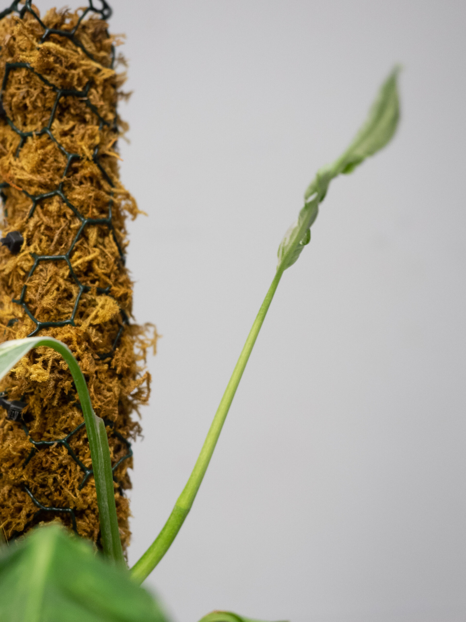 ⊛ Cuidados Monstera Adansonii Indonesian Marbled