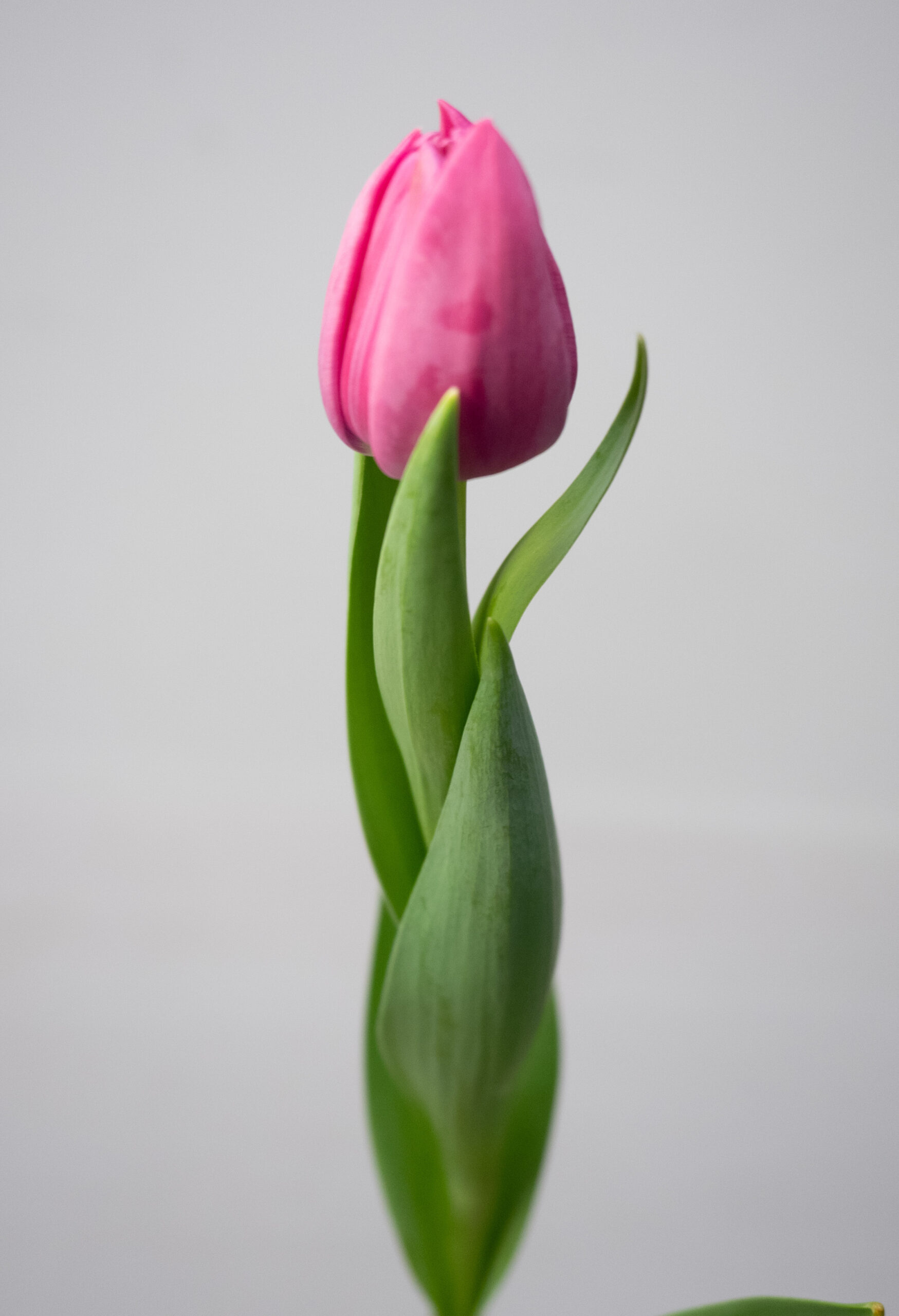 ⊛ Tulipán: Cuidados y Problemas Comunes | wikiplantas.org