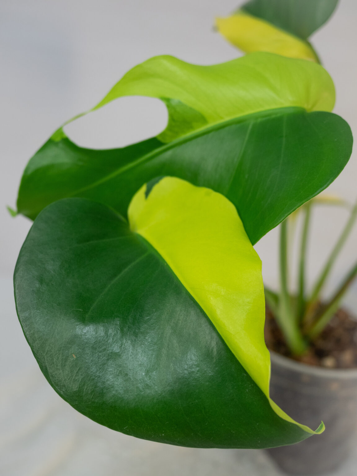 ⊛ Monstera Aurea: Reproducción y Problemas Comunes